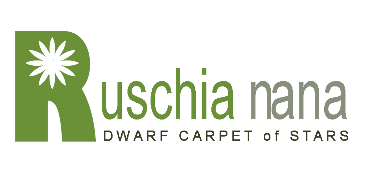 Ruschia 'Nana' Gallery – ruschiananaplugs.com