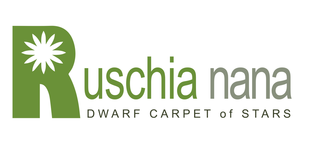 Ruschia 'Nana' - Drought Tolerant, Low Maintenance, and Economical ...